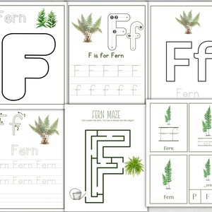 Ferns Unit Study: Life Cycle, Anatomy, Family Style Activities ...