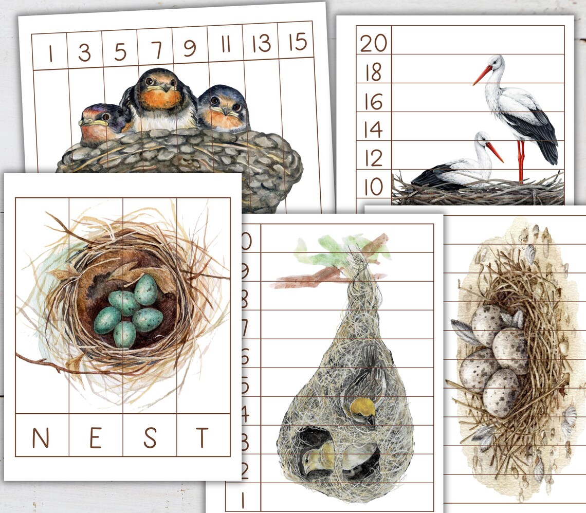 BIRD NESTS Unit Study, Nature Study, Science, Handwriting, Homeschool ...