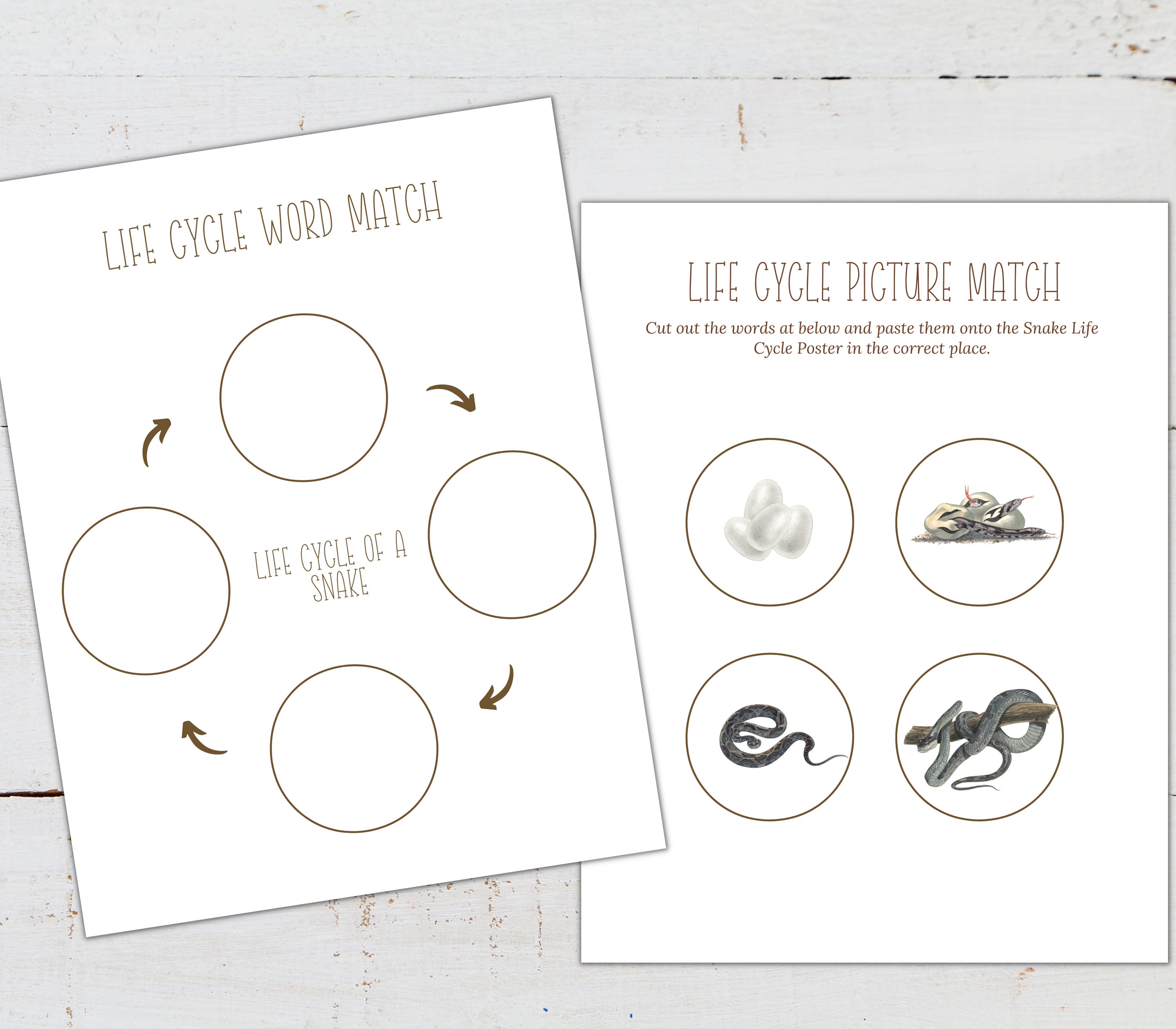 SNAKE Life Cycle Nature Study Homeschool Printable Instant - Etsy