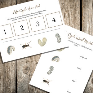 ANT Colony Unit Study Life Cycle Anatomy Nature Study | Etsy