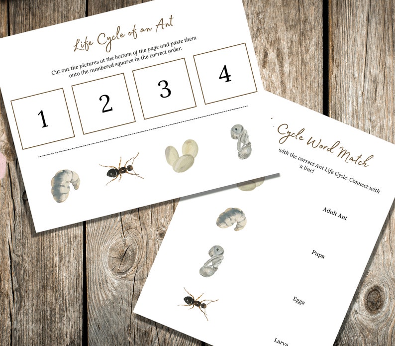 ANT Colony Unit Study Life Cycle Anatomy Nature Study - Etsy