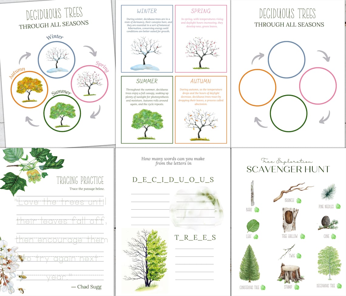 DECIDUOUS TREES Unit Study, Life Cycle, Anatomy, Nature Study, Science ...