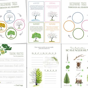 DECIDUOUS TREES Unit Study, Life Cycle, Anatomy, Nature Study, Science ...