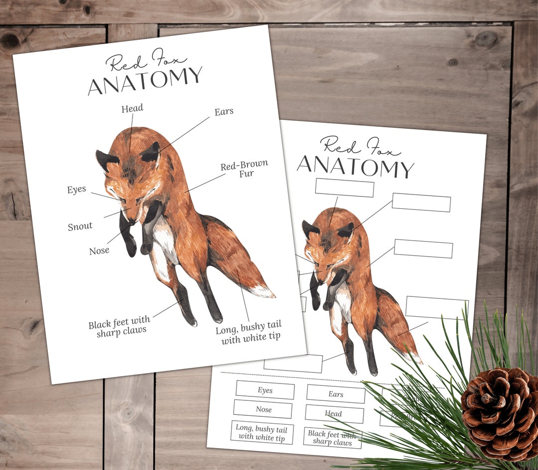 RED FOX Anatomy, Poster and Labeling Activity, Homeschool, Instant ...