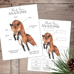 RED FOX Anatomy, Poster and Labeling Activity, Homeschool, Instant ...