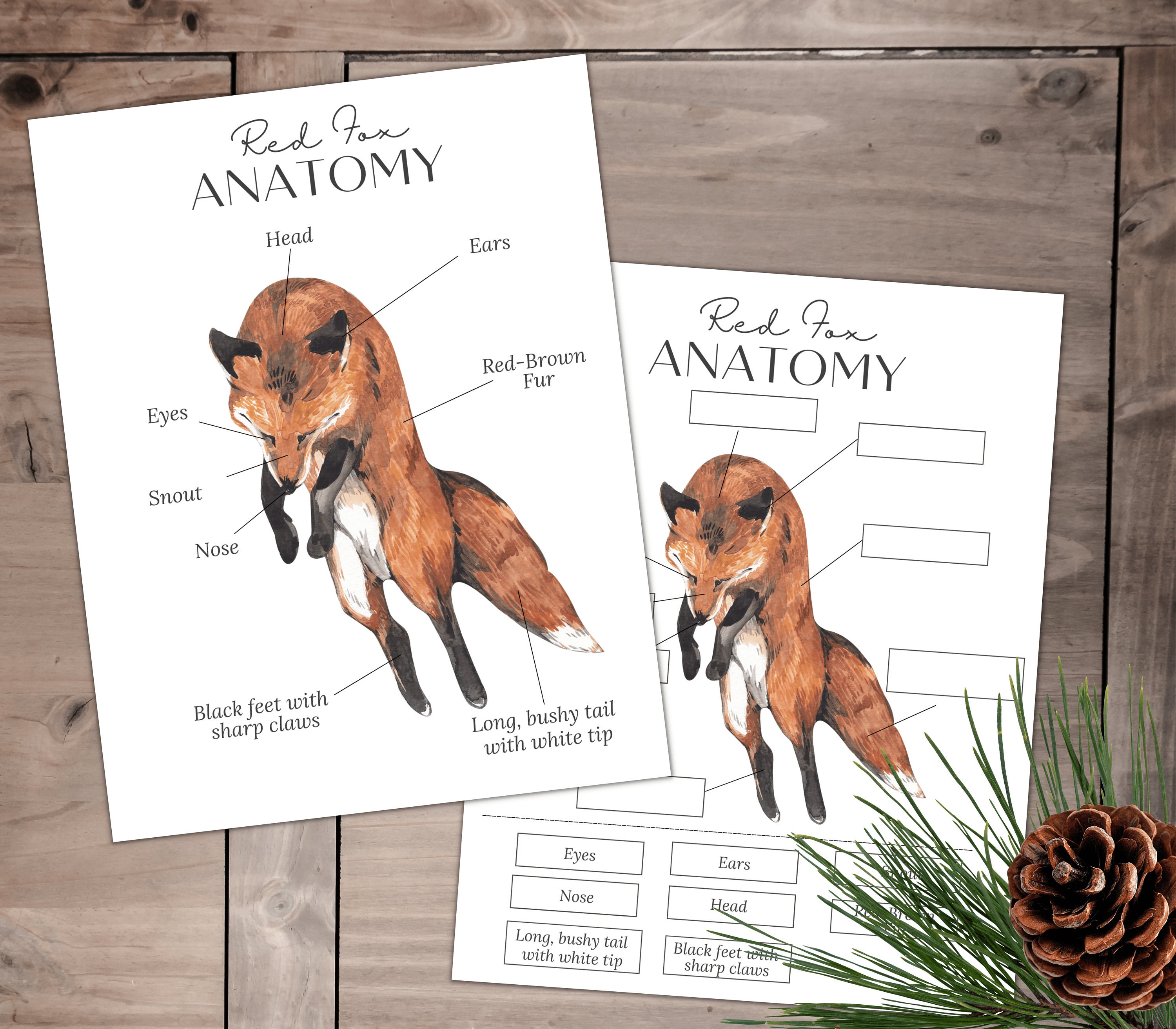 Fox Anatomy For Artists