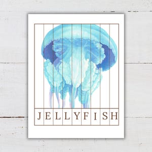 LETTER of the WEEK, J is for Jellyfish, Letter J Activities, Alphabet ...