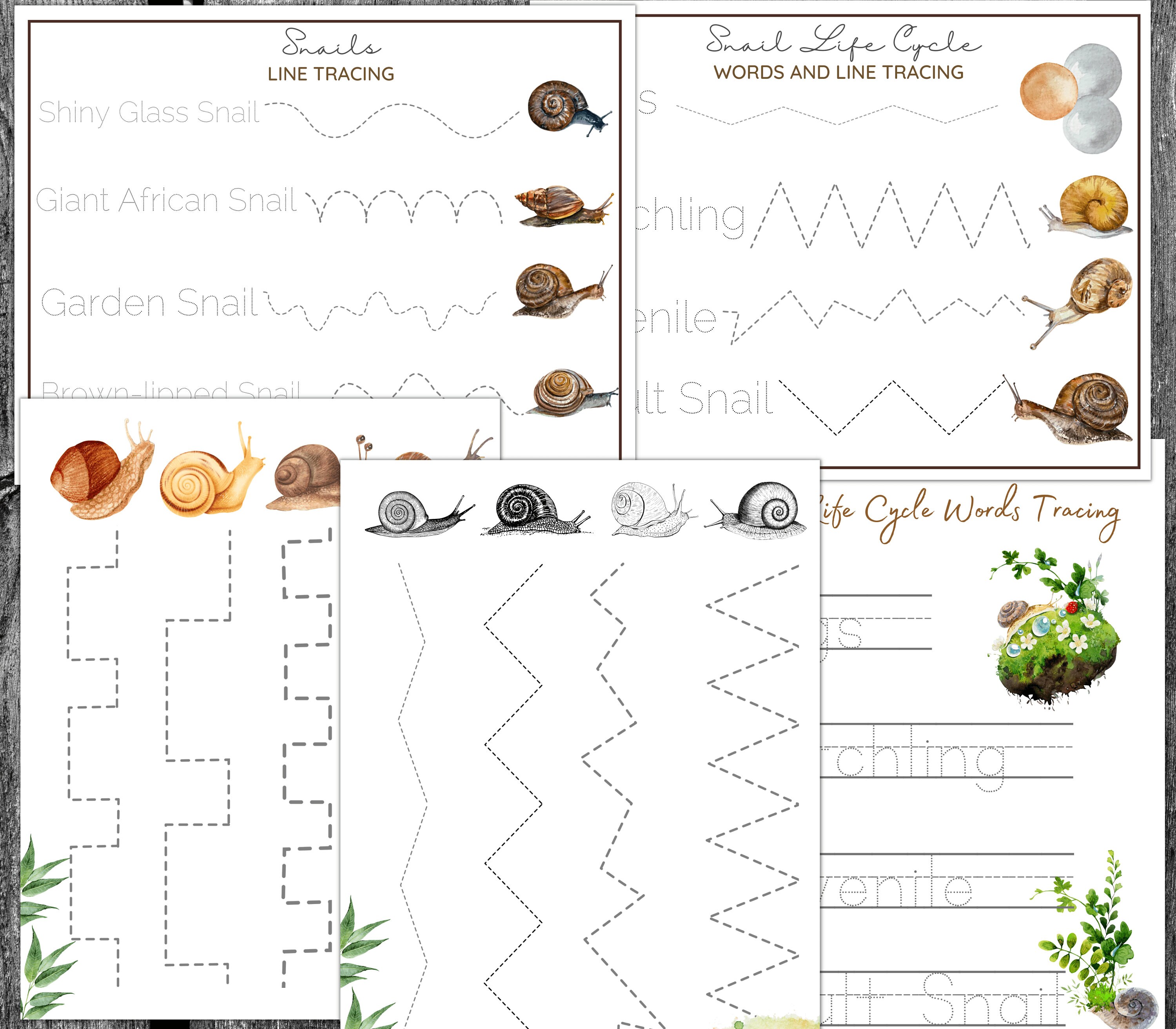 SNAIL Unit Study Life Cycle Anatomy Nature Study Science - Etsy