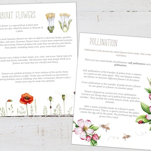 Flowers Mini Study Unit: Life Cycle & Anatomy (instant Download) - Etsy