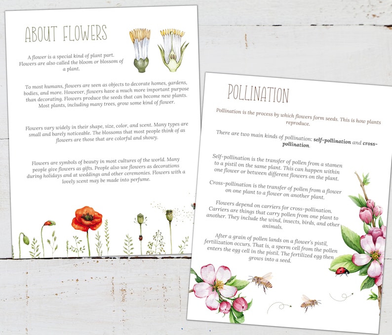Flowers Mini Study Unit: Life Cycle & Anatomy (instant Download) - Etsy