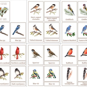 WINTER BIRDS Fact Cards, 3 Part Cards and Mini Poster, Nature, Digital ...