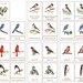WINTER BIRDS Fact Cards, 3 Part Cards and Mini Poster, Nature, Digital ...