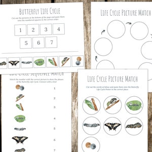 Swallowtail BUTTERFLY Unit Study, Life Cycle, Anatomy, Nature Study ...