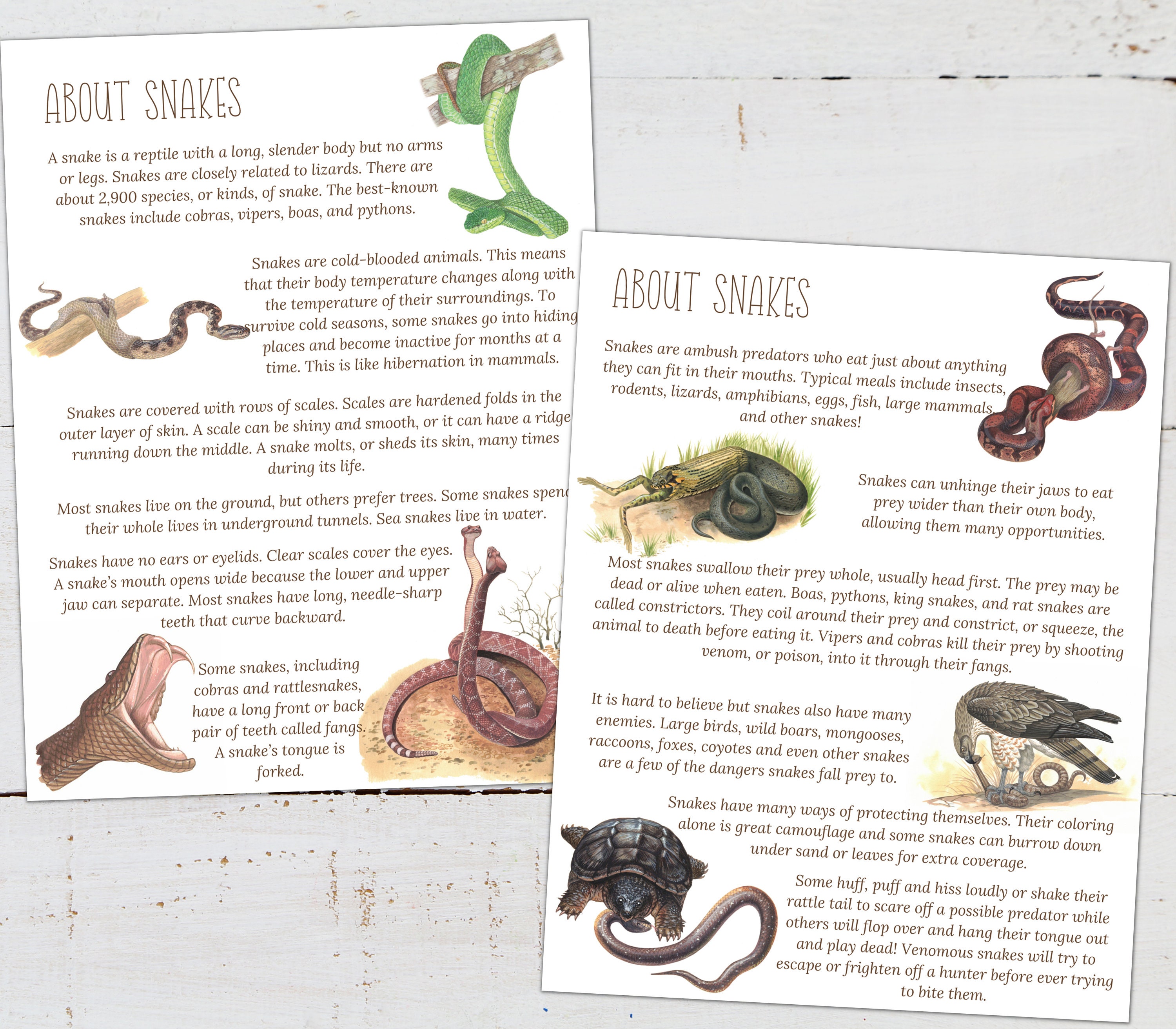 Snakes Unit Study: Anatomy, Life Cycle, Homeschool Printable (instant ...