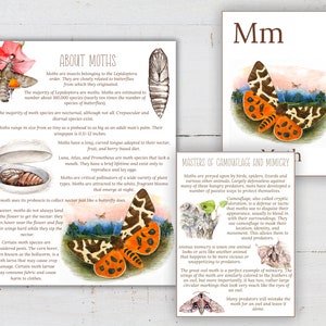 Moths Unit Study: Life Cycle, Anatomy, Homeschool Printable (instant ...