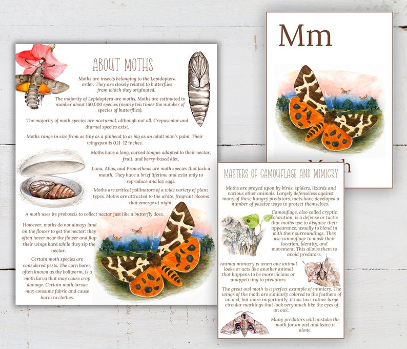 Moths Unit Study: Life Cycle, Anatomy, Homeschool Printable (instant ...