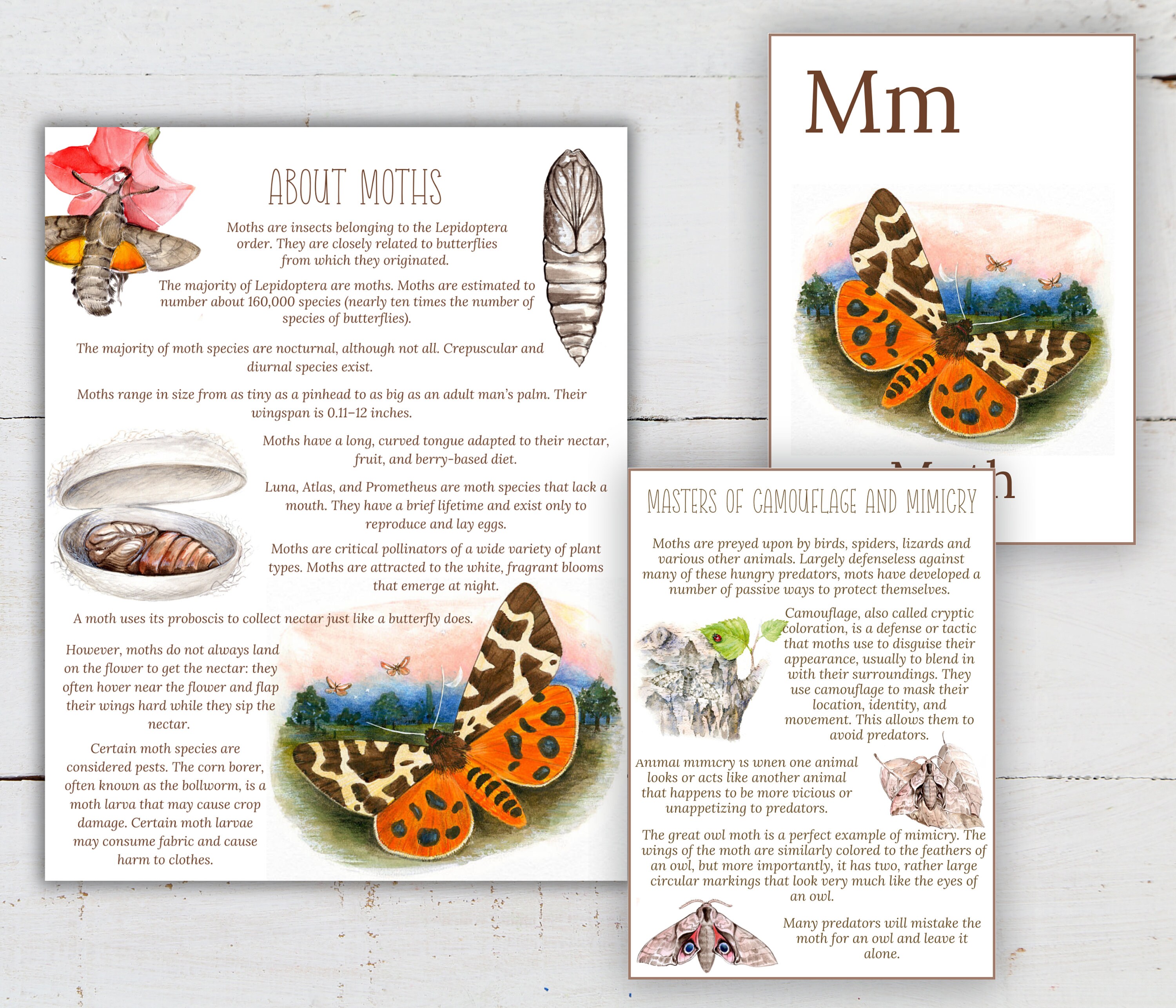Moths Unit Study: Life Cycle, Anatomy, Homeschool Printable (instant ...