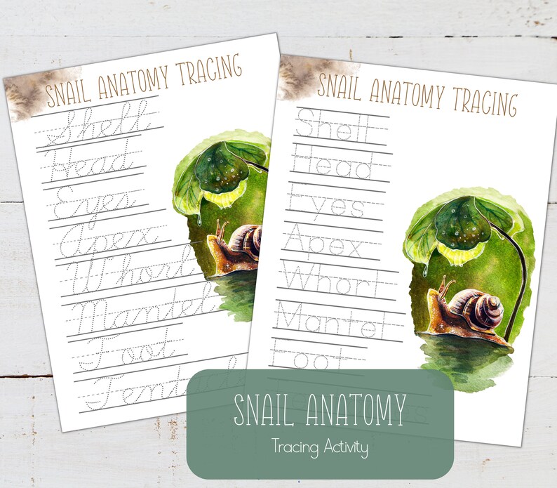 SNAIL Anatomy Poster Fact Cards Labeling and Tracing - Etsy Australia