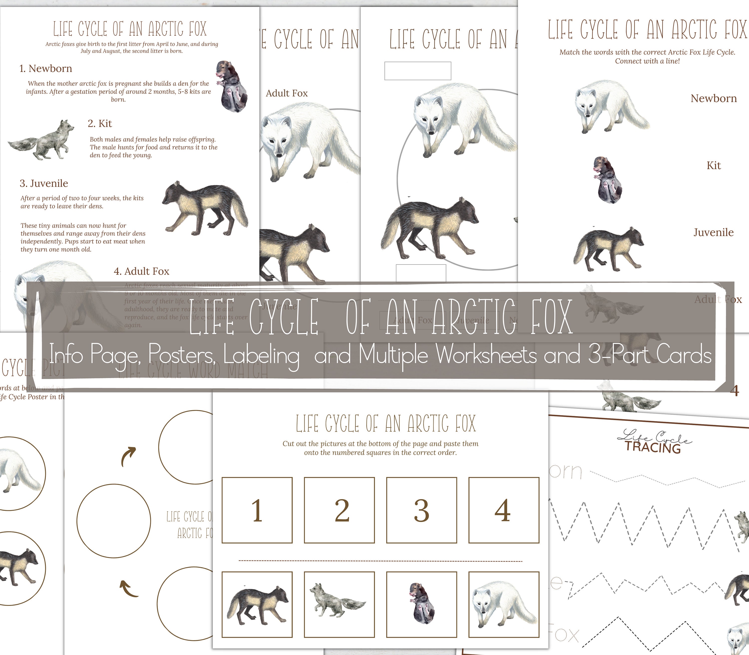 Earth Poles Unit Study Bundle: Antarctic Animals, Polar Bear (printable ...