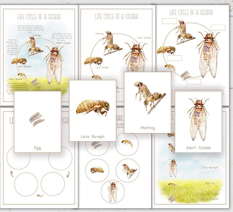 Cicada Life Cycle Unit Study: Anatomy, Homeschool Printable (instant ...
