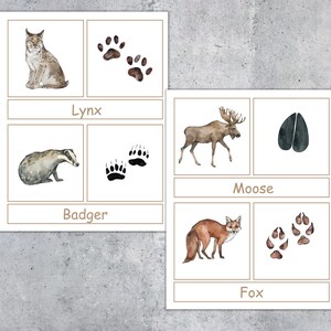 WOODLAND ANIMALS Tracks, Flashcards and Matching Activities, Instant ...