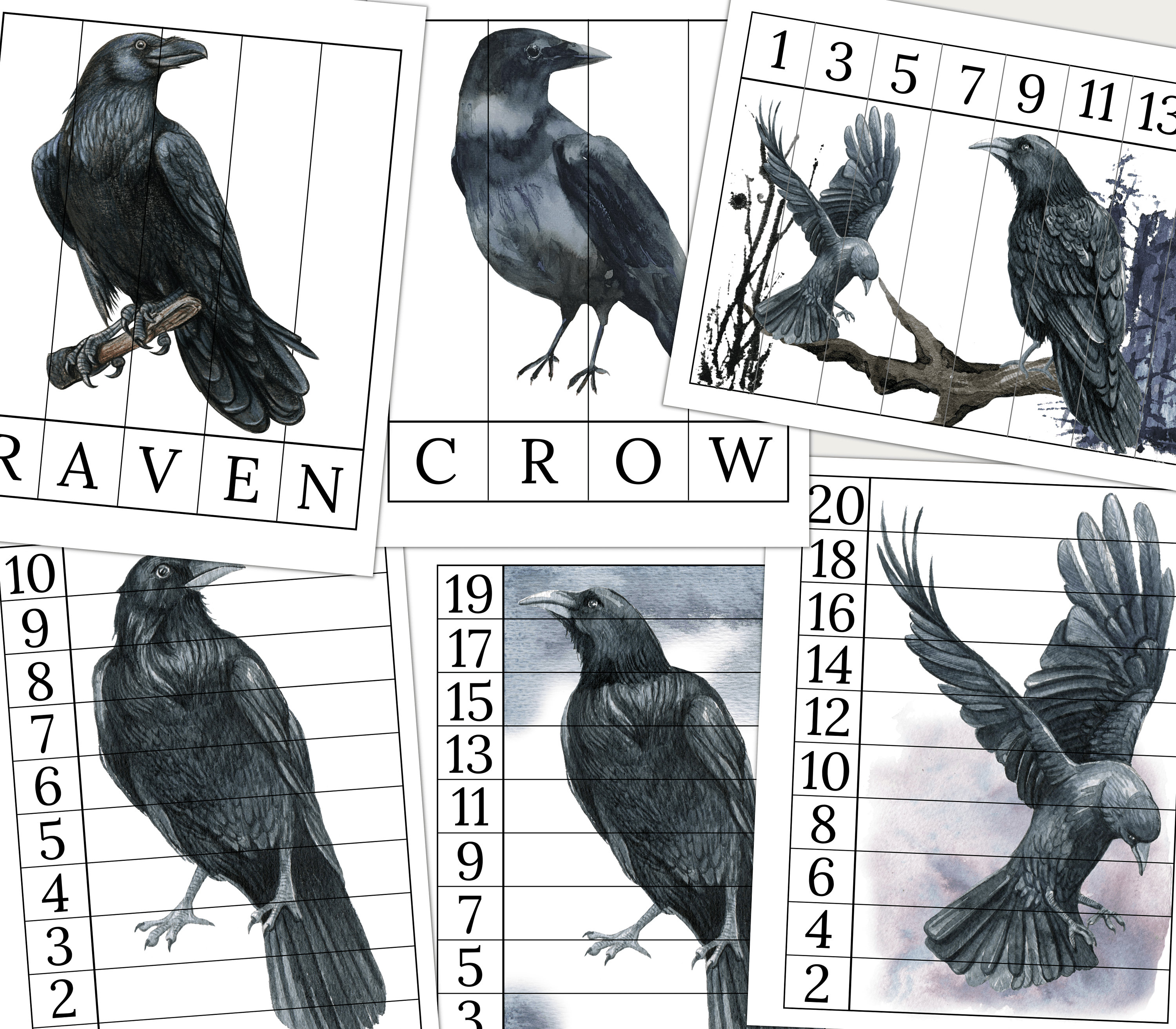 RAVEN Unit Study, Anatomy, Nature Study, Science, Handwriting ...