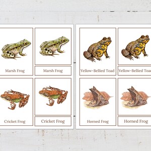 FROGS and TOADS Mini Poster + 3-part Cards, Montessori, Instant ...