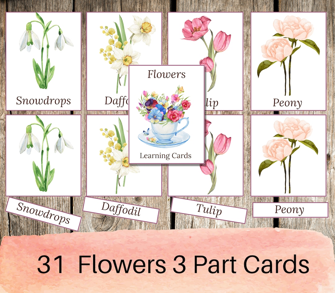 Flower 3-part Cards, Recognition Cards, Flowers, Spring, Nomenclature ...