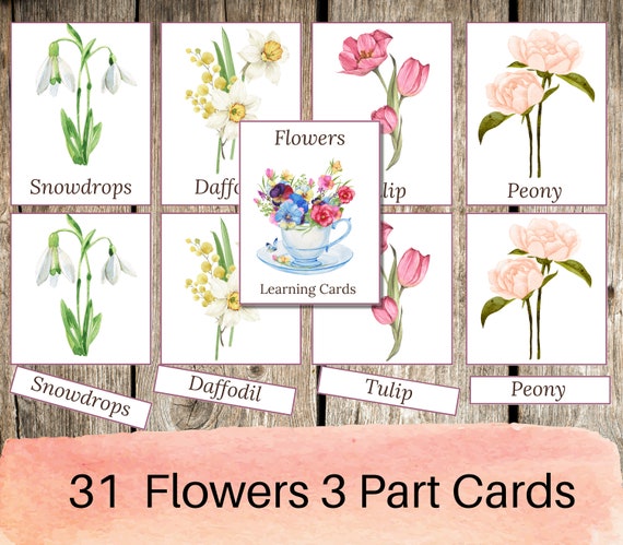 Flower 3-part Cards Recognition Cards Flowers Spring - Etsy