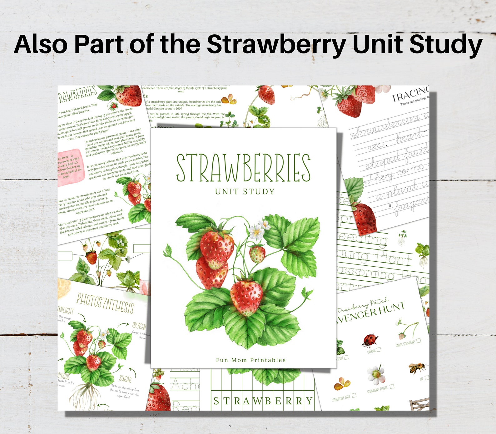 STRAWBERRY Anatomy Posters Labeling and Tracing Activities - Etsy Canada