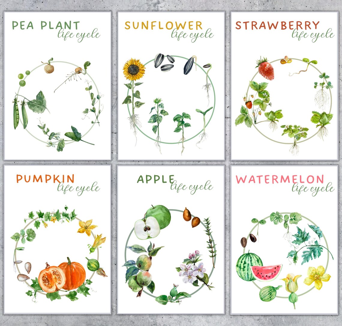 Life Cycle Printable 5x7" Flashcards. Montessori, Instant Download - Etsy