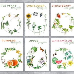 Life Cycle Printable 5x7" Flashcards. Montessori, Instant Download - Etsy