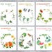 Life Cycle Printable 5x7" Flashcards. Montessori, Instant Download - Etsy