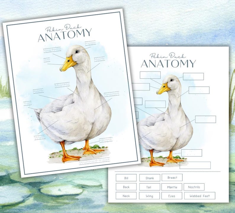 DUCK Anatomy, Poster and Labeling Activity, Homeschool, Instant ...