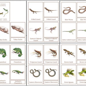 LIZARDS Mini Poster, Fact Cards and 3 Part Cards, Nature, Digital DIY ...