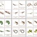 Lizards Mini Poster: Montessori Fact Cards & 3-part Cards (digital ...