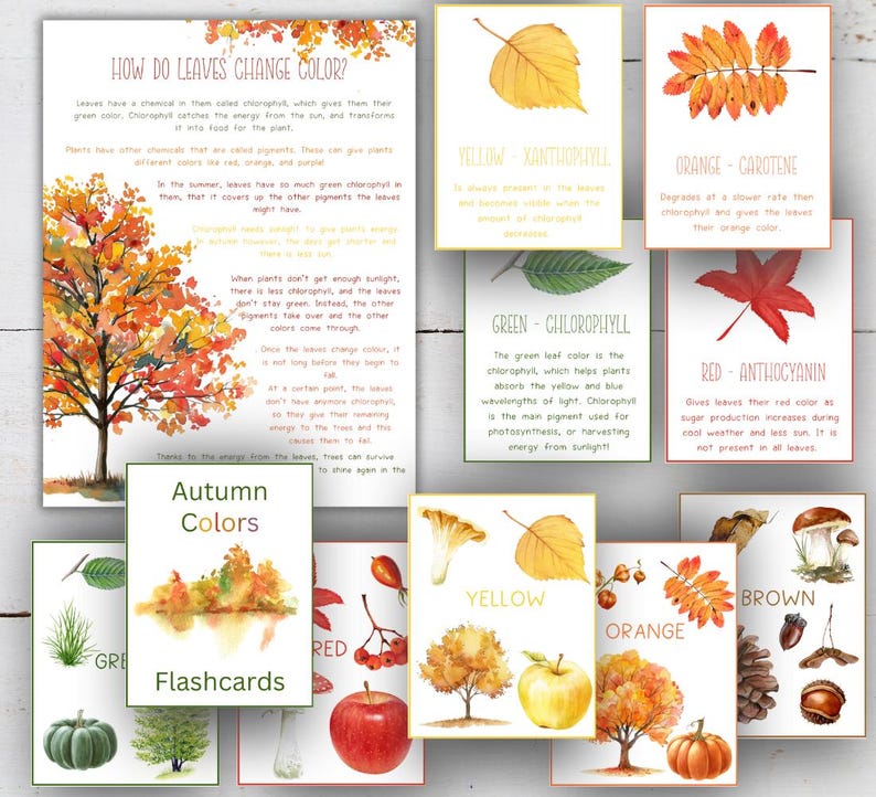 Autumn in the Forest Unit Study: Nature Study and Activities, Instant ...