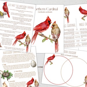 Northern Cardinal Unit Study: Homeschool Science Printable (instant ...
