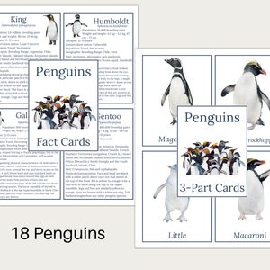 PENGUINS Unit Study, Life Cycle, Anatomy, Nature Study, Science ...
