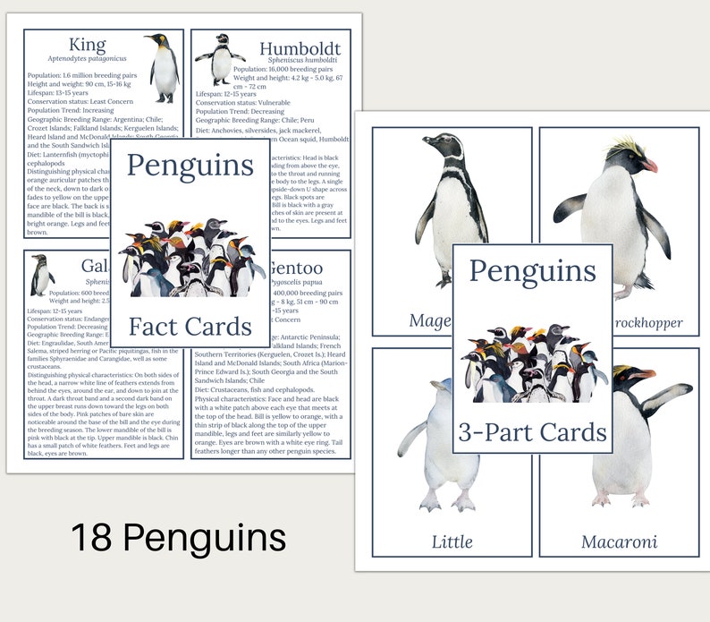 PENGUINS Unit Study Life Cycle Anatomy Nature Study - Etsy