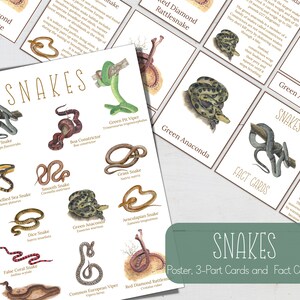 Reptiles Unit Study Bundle: Snakes, Crocodile, Sea Turtle (homeschool ...