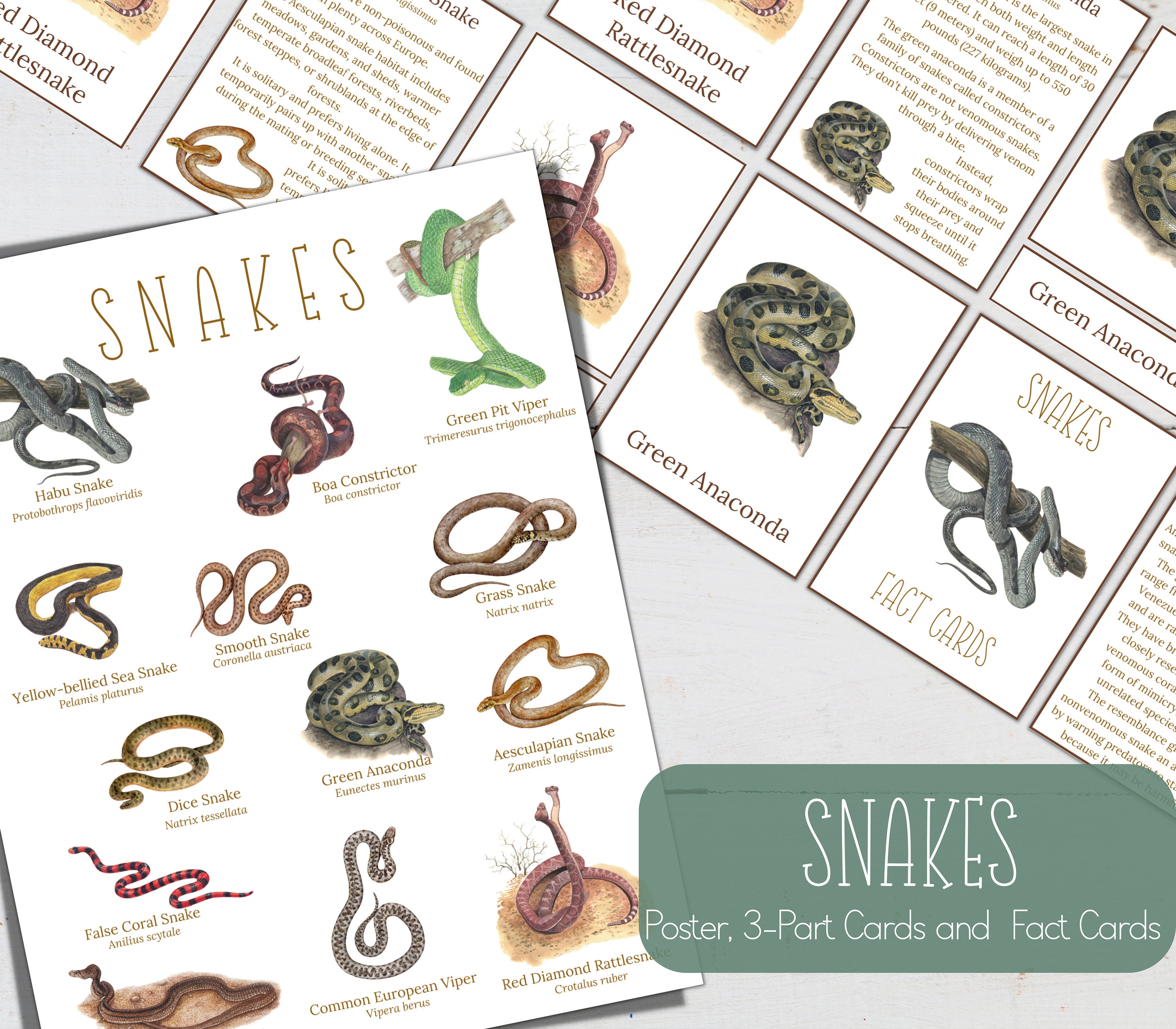 Reptiles Unit Study Bundle: Snakes, Crocodile, Sea Turtle (homeschool ...