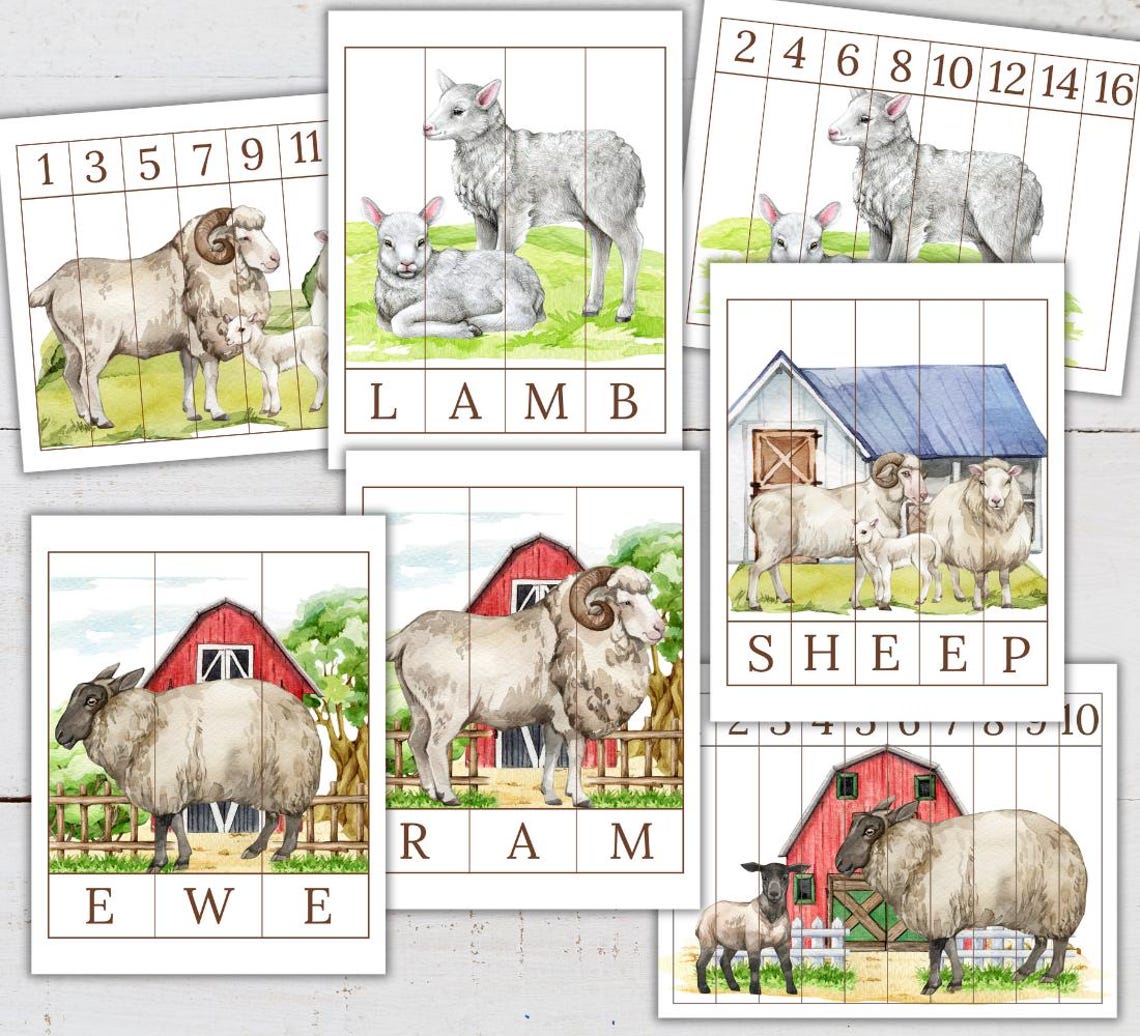 Sheep Unit Study: Life Cycle, Anatomy, Farm Activities (homeschool ...