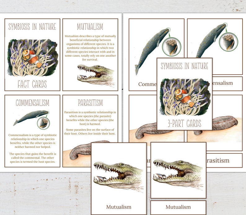 Symbiosis in Nature Unit Study: Homeschool Science (instant Download ...