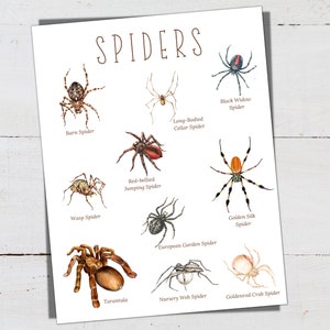 SPIDERS Mini Poster, Fact Cards and 3 Part Cards, Nature, Digital DIY ...