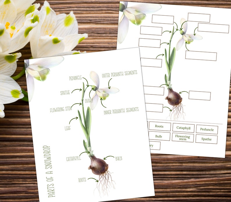 SNOWDROP Anatomy, Poster and Labeling Activity, Homeschool, Instant ...