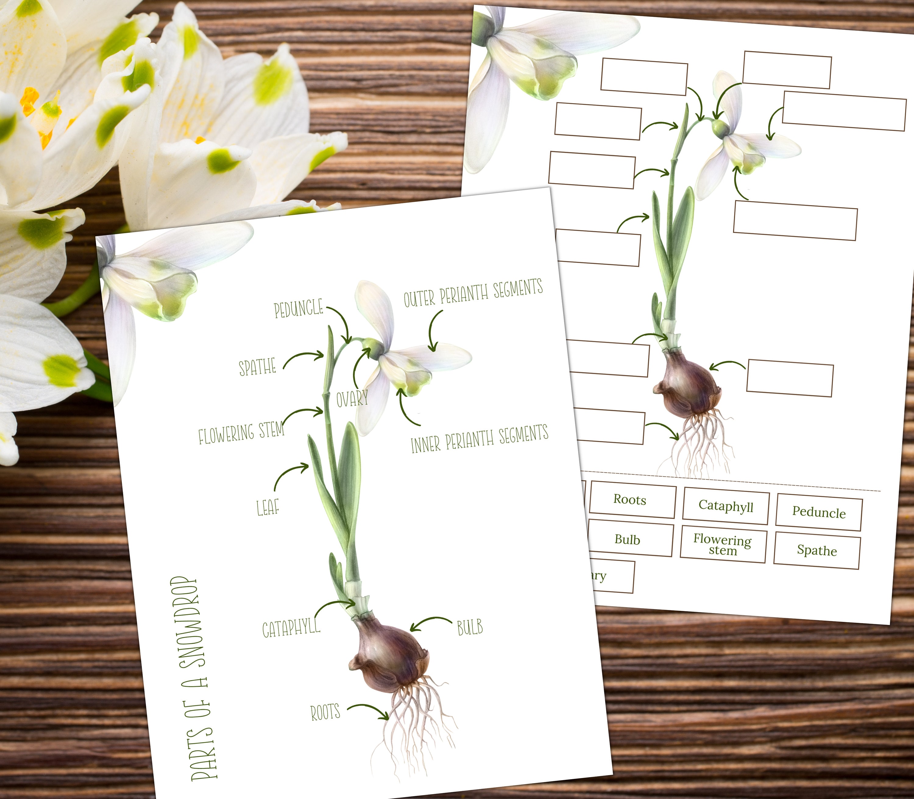 SNOWDROP Anatomy Poster and Labeling Activity Homeschool - Etsy UK