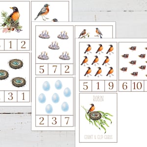 AMERICAN ROBIN Unit Study, Life Cycle, Anatomy, Nature Study, Science ...