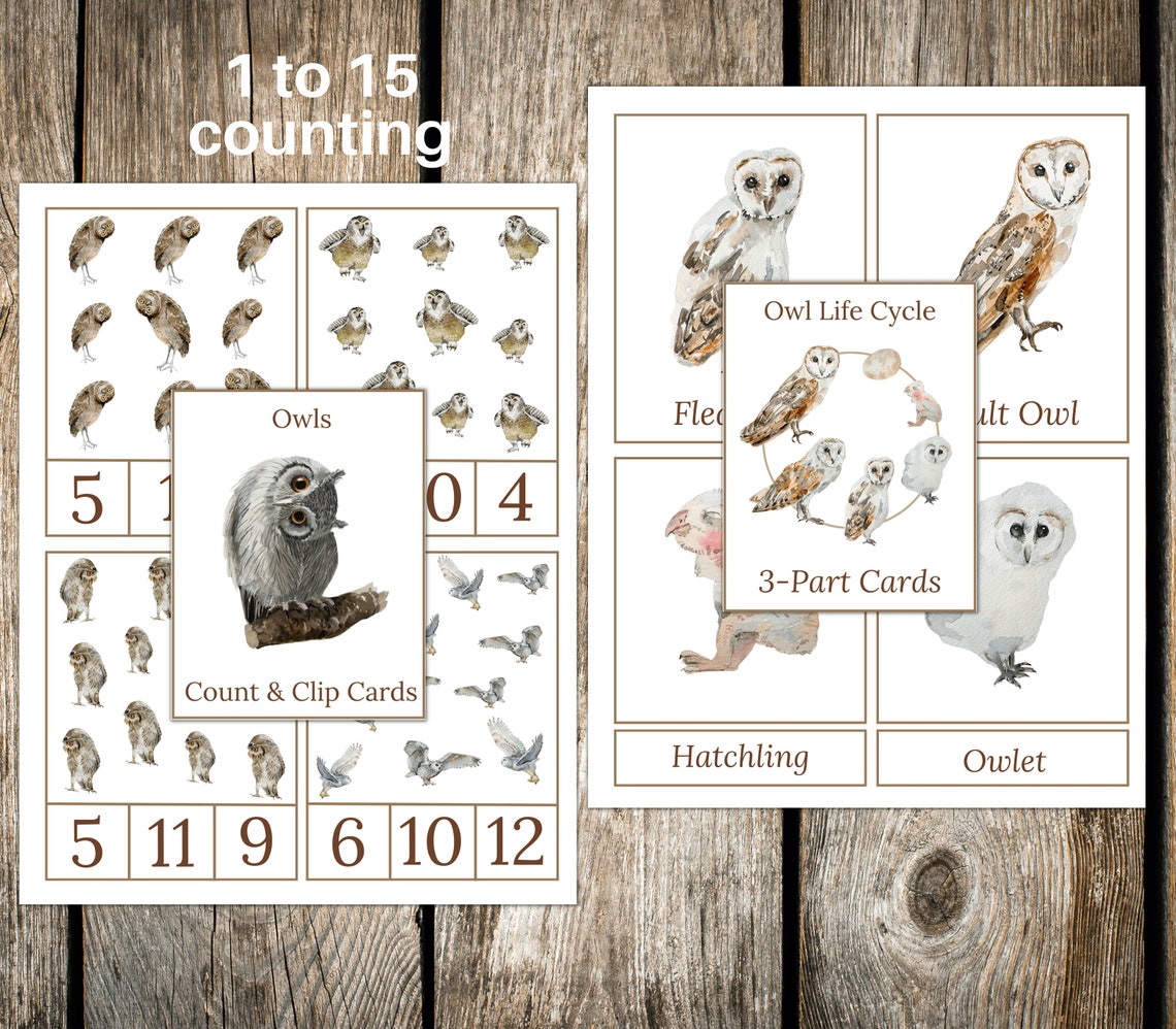 OWLS Unit Study Life Cycle Anatomy Nature Study Science - Etsy