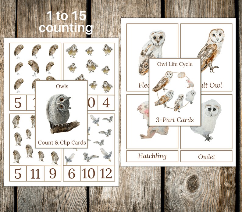 OWLS Unit Study Life Cycle Anatomy Nature Study Science - Etsy
